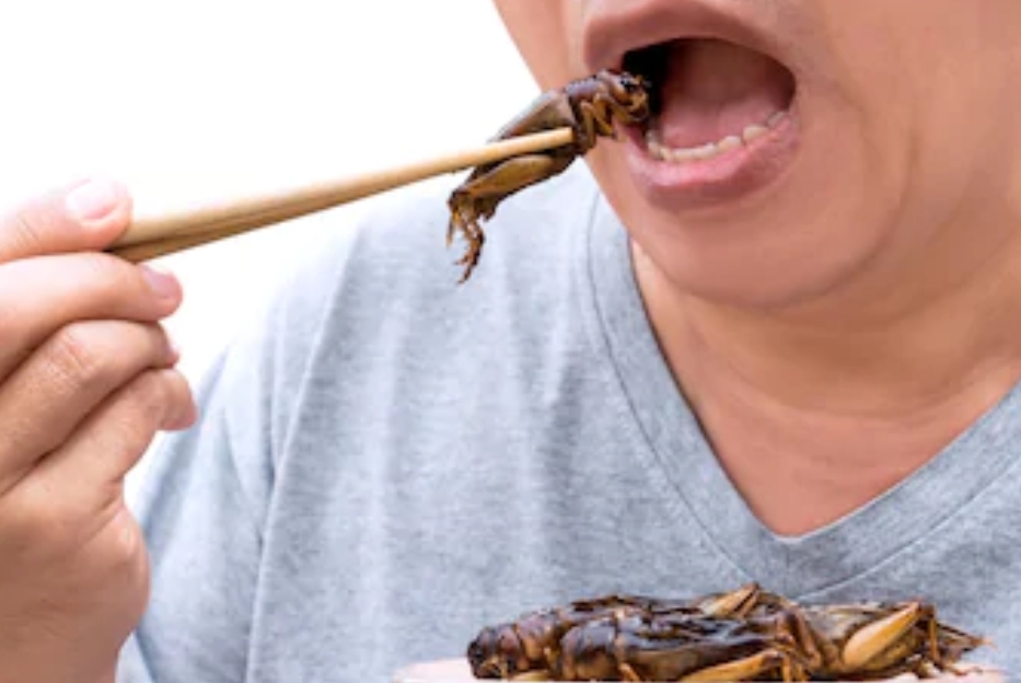 Eating ants and other bugs could prevent cancer – Hale Plus Hearty